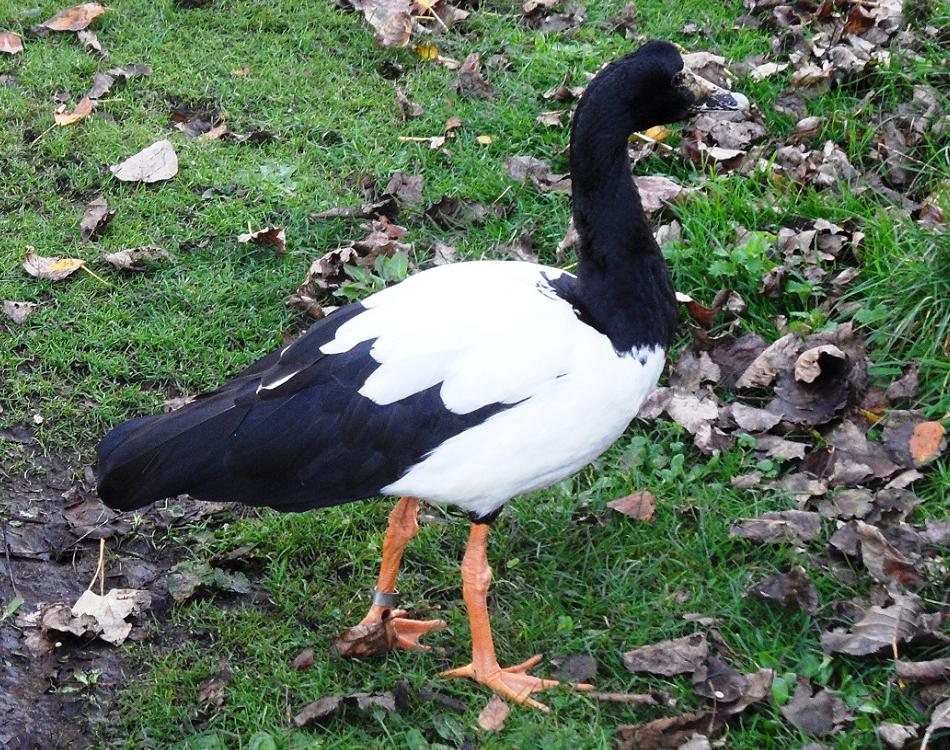 Dannysbirds: Geese from around the world