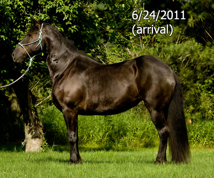 North Horse: Conformation & Designer Horse Breeds