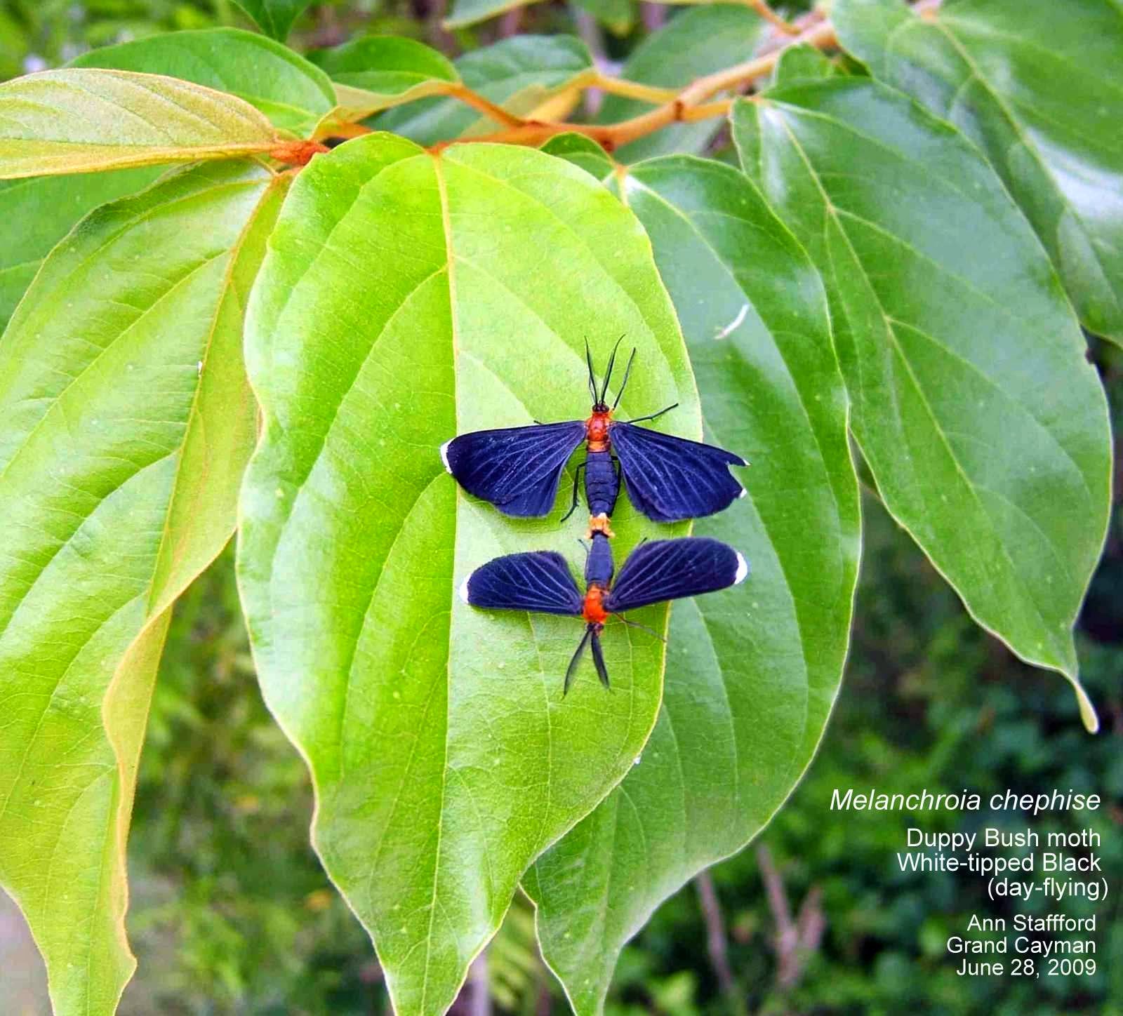 CaymANNature: Duppy Bush and Duppy Bush Moth