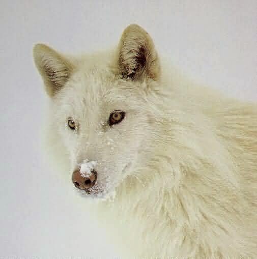 White Wolf : 15 Photos of the Most Amazing Animal in Alaska - Arctic ...