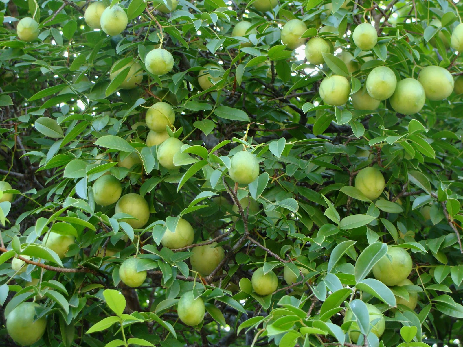 Jovens Protagonistas: Umbuzeiro arvore encantadora