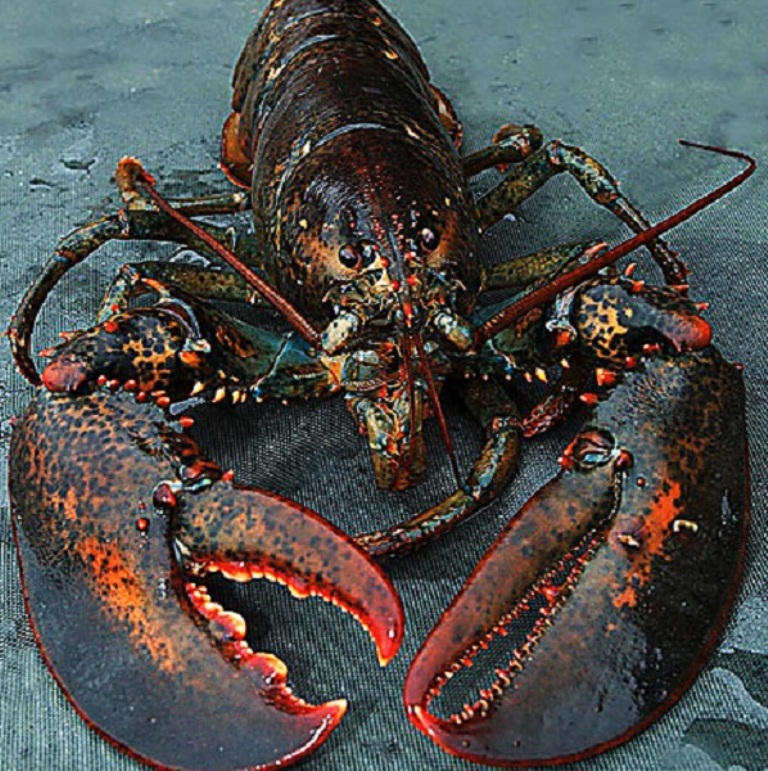 Reasons Why You Use Live Lobster Supplier Singapore Service - Live ...