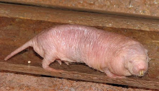 Public Health Muhammadiyah University Of Surakarta: Tikus Tanah Kunci ...