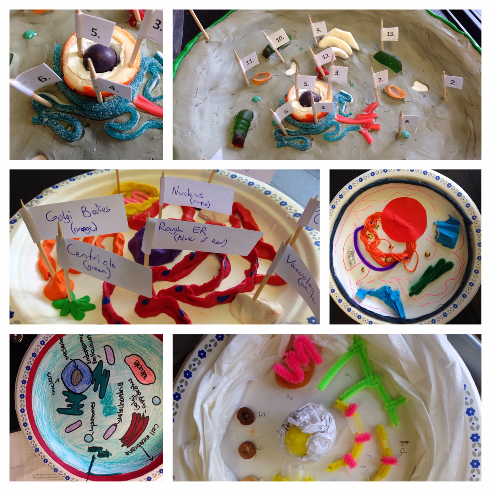 Ms. Zuberi Grade 8 Science 2013-2014: Cells: Culminating Activity