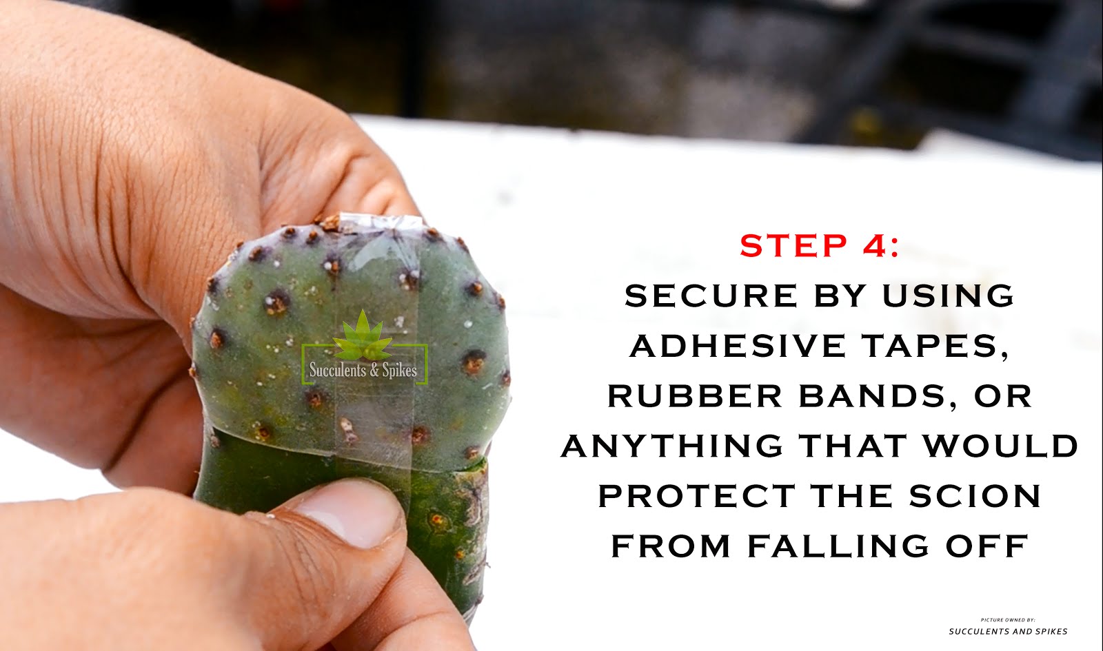 Cactus grafting in 4 EASY STEPS
