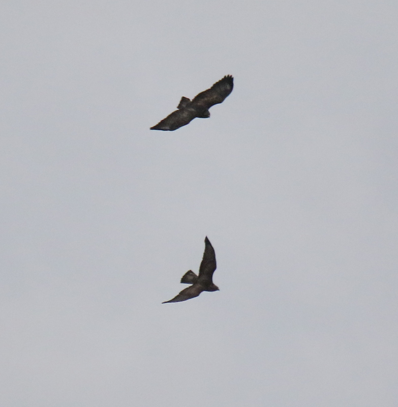 WEST YORKSHIRE BIRDING: A very frozen Fly Flatts.