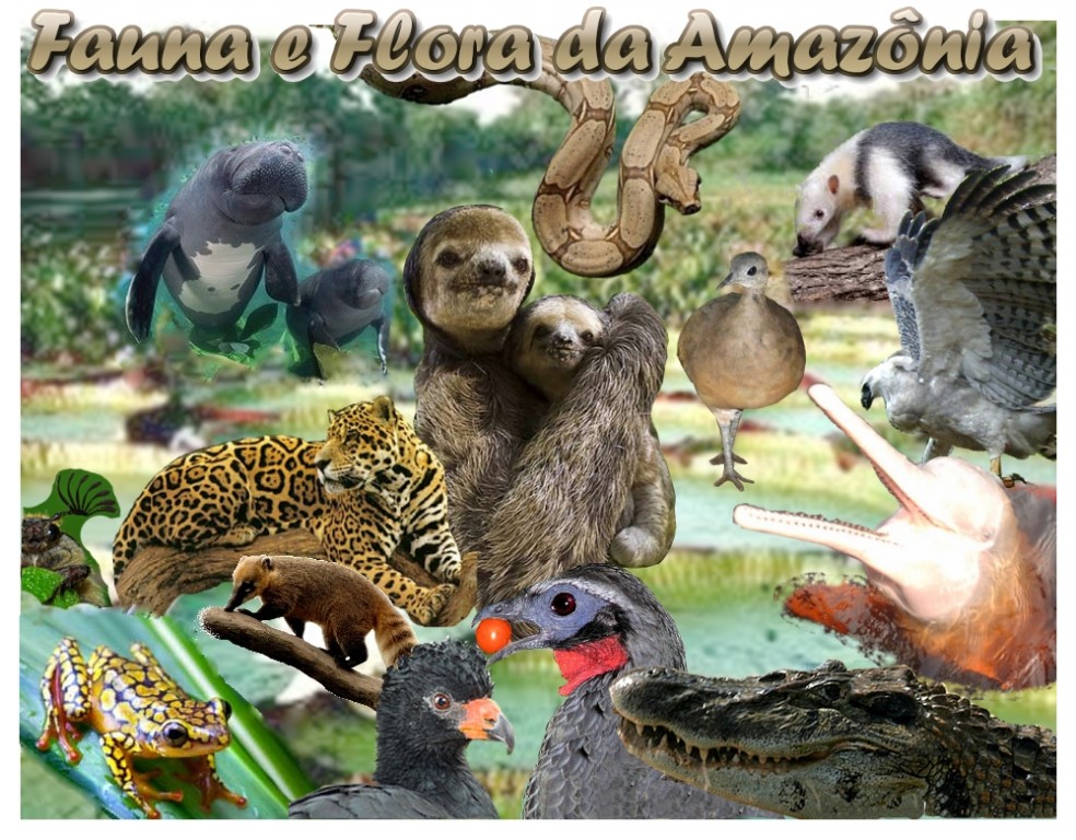 Fauna e Flora da Amazônia: Fauna e Flora da amazônia