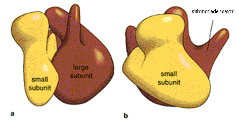 Origem do Sistema: Célula animal e suas organelas