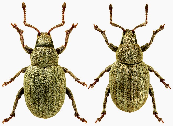 Biodiversity Science: Weevil diet