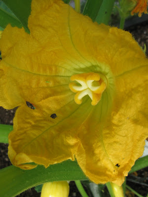 BB's Bountiful Backyard: First Zucchini Harvest