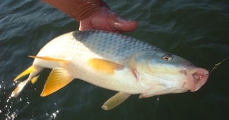 ~ Pescar Em Portugal