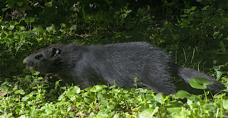 Riverdaze…: BLACK GROUNDHOG