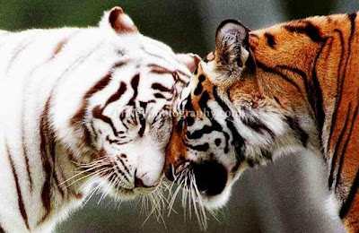 Save Our Beautiful Mother Nature: Mother Nature