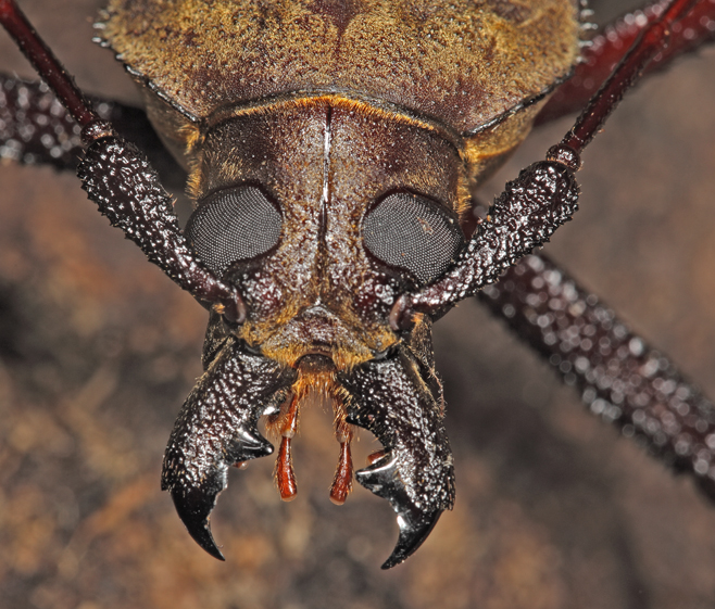 BunyipCo: January 2012