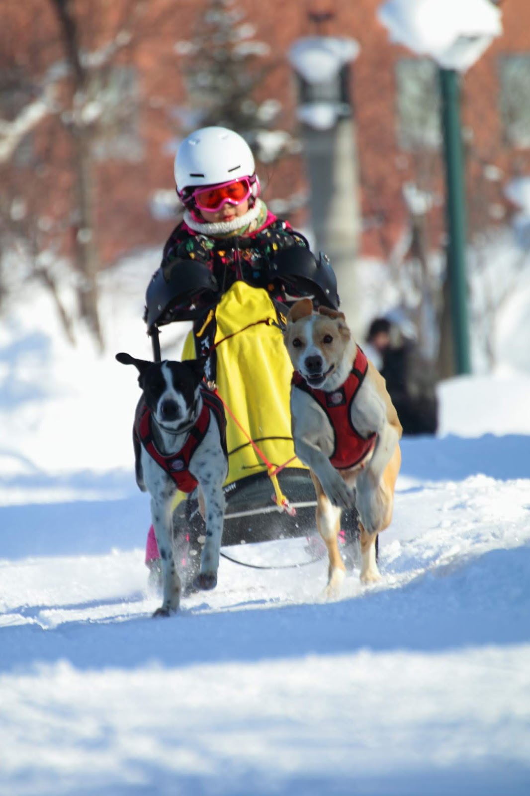 JDDCスタッフブログⅡ