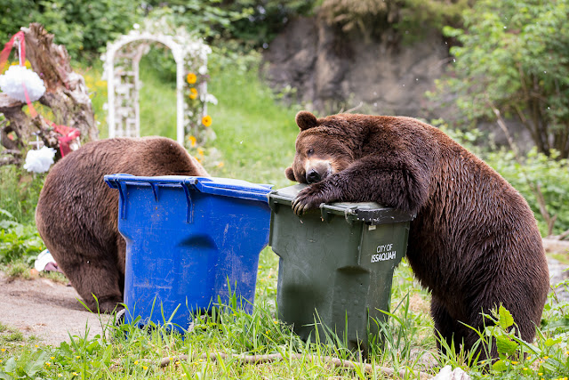 Bear Affair teaches bear smarts in the Northwest