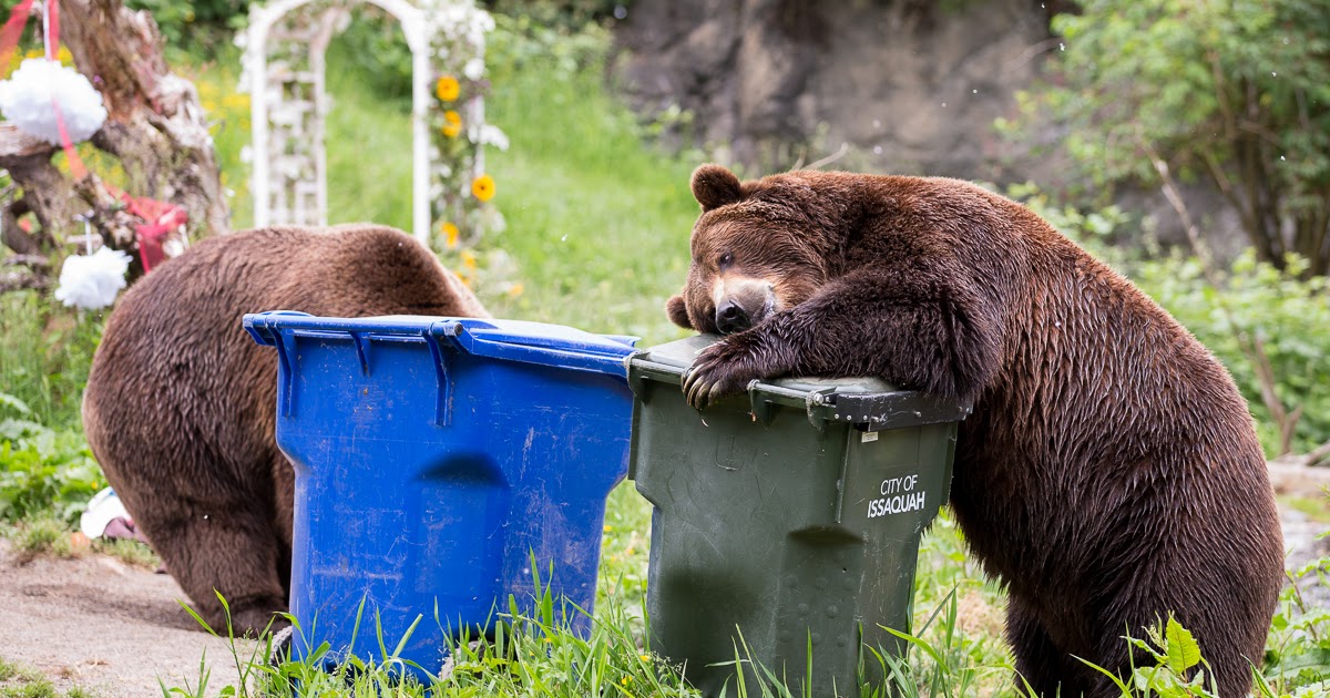 Bear Affair teaches bear smarts in the Northwest