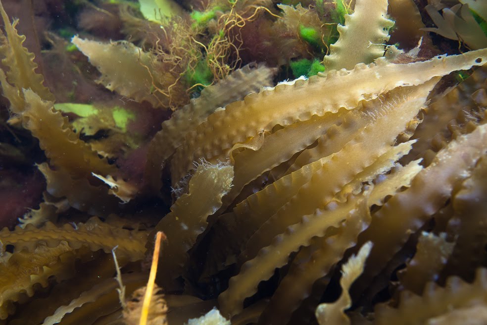 Mick's marine biology: A few seaweeds of Newfoundland (part 4)