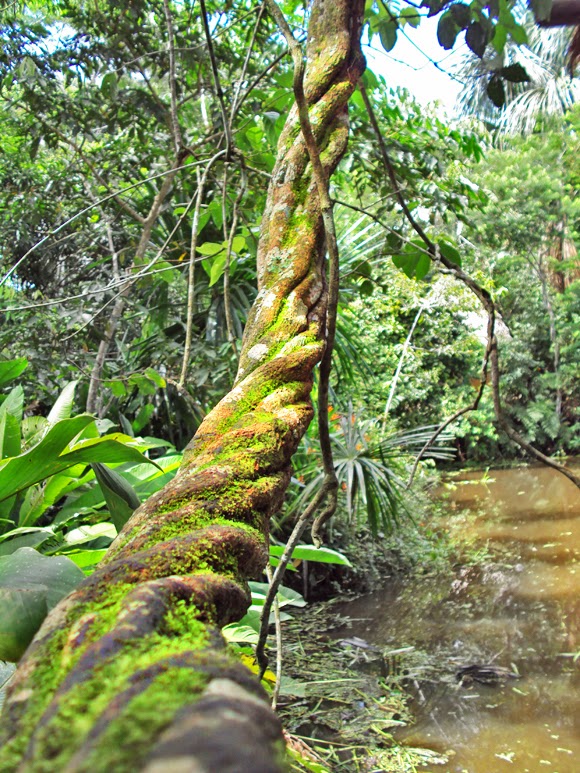 Sanacion con la llama violeta: Ceremonia Ayahuasca