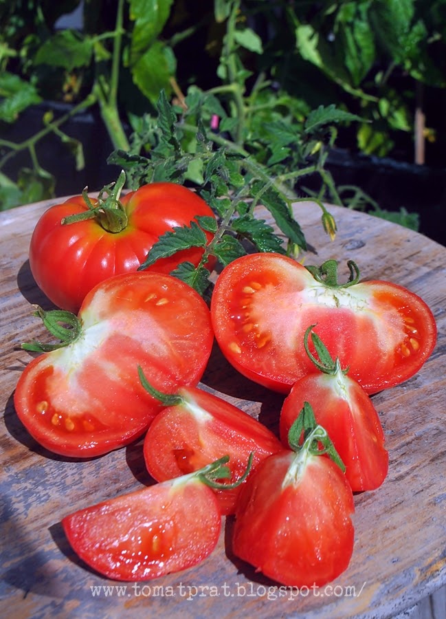 Talkin' Tomatoes with Helene: Oxheart Tomato