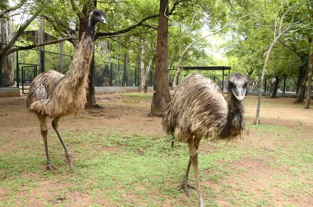 Tamilnadu Tourism: Guindy National Park, Chennai