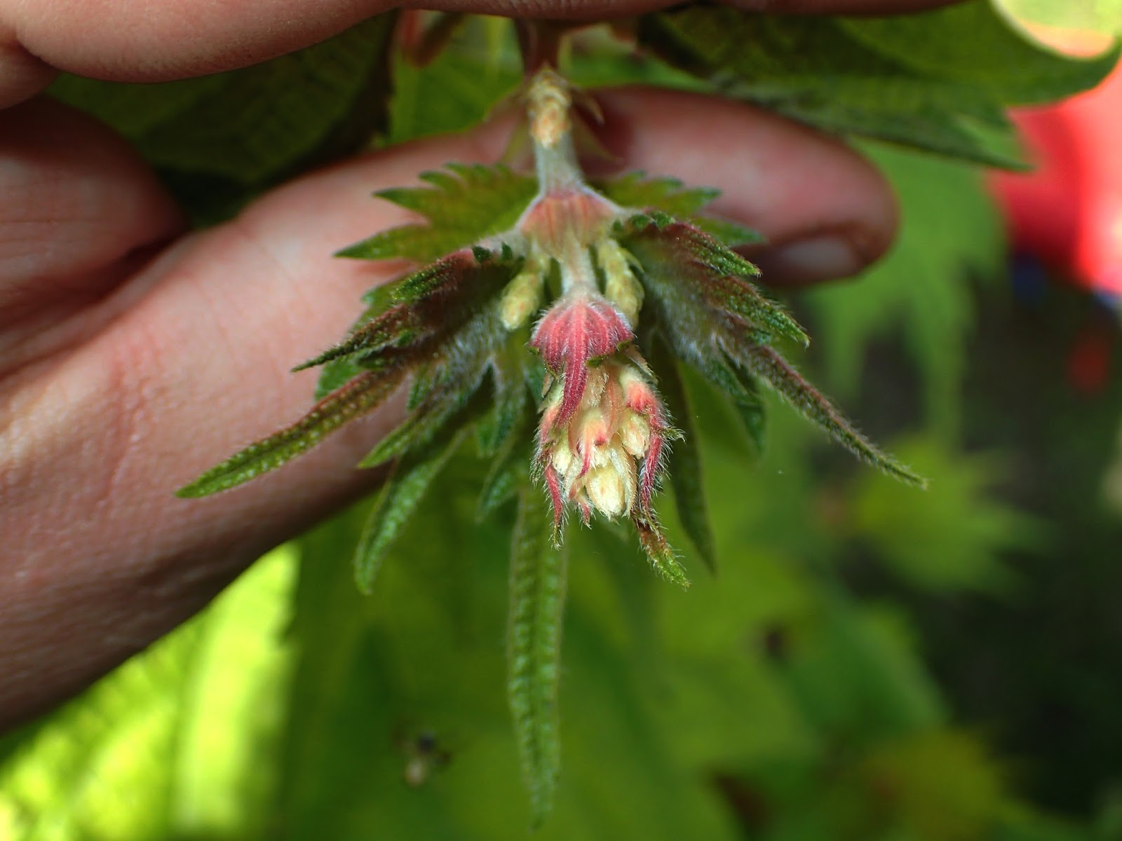 Scirpidiella's Plants: False Nettles - Ramie cousins (Boehmeria sp. div.)