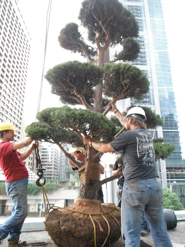 Large Tree Installations | Large Trees – Tight Spaces