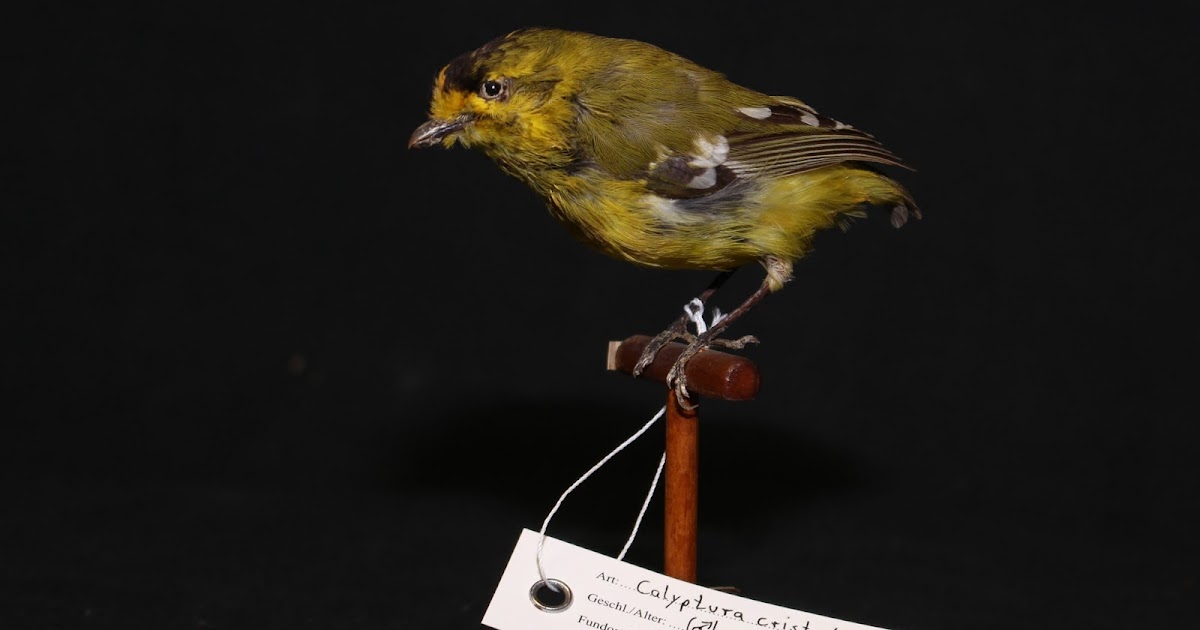 The Little Stint: The mysterious Kinglet Calyptura