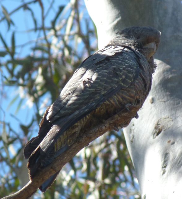 Flowers natural and unnatural.