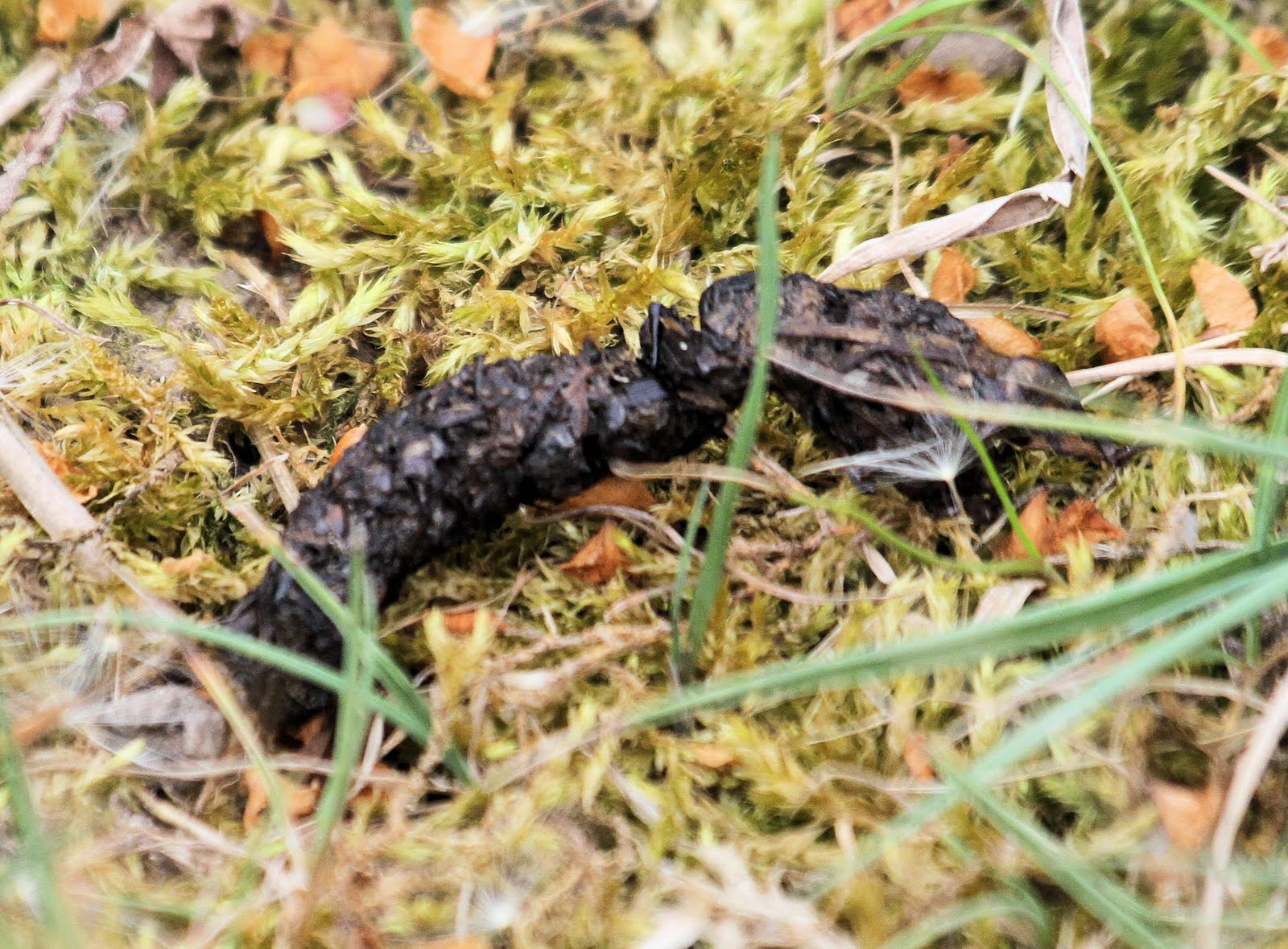 Birding with Flowers: Hatched & Despatched