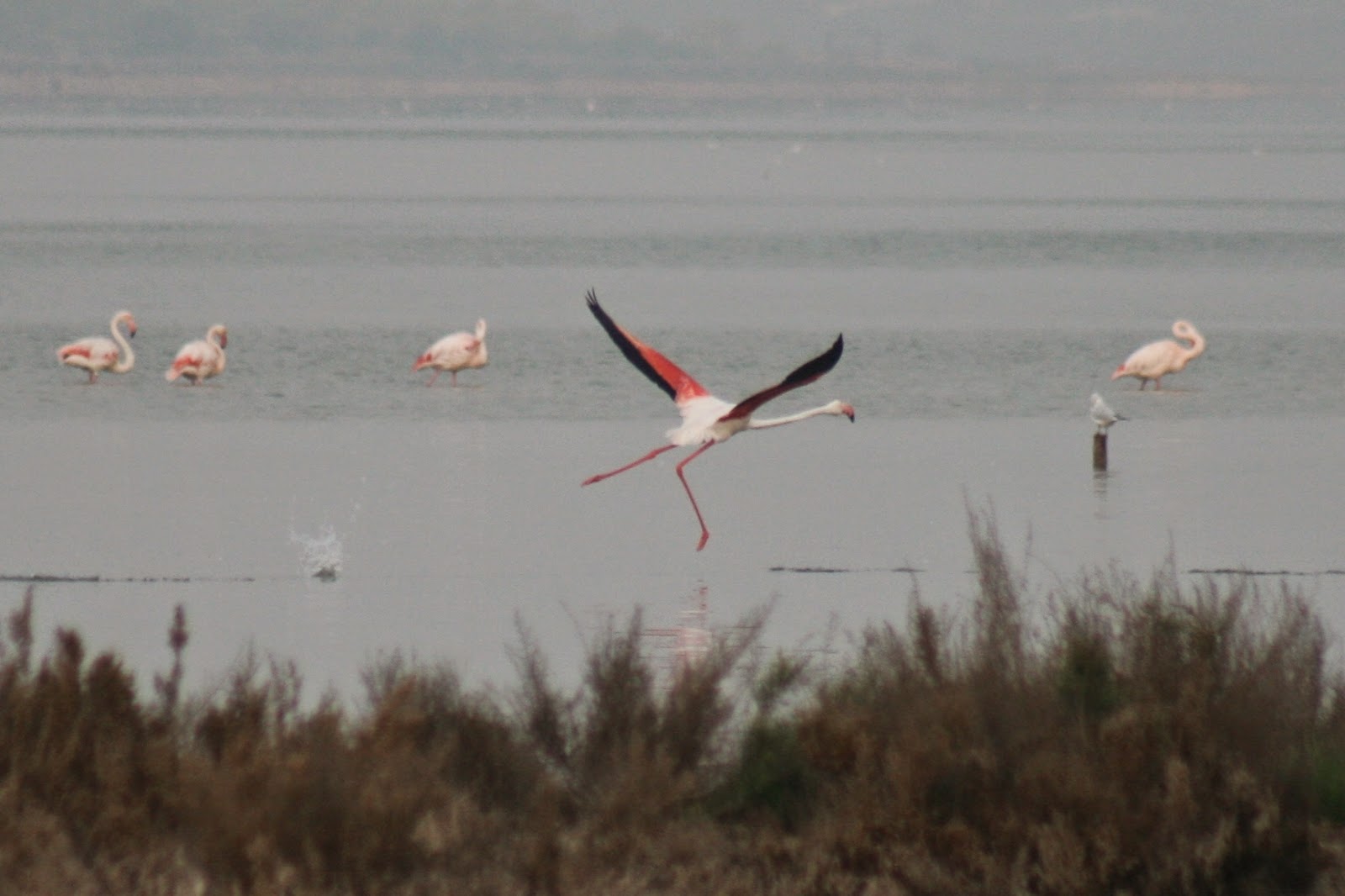 Carduelis-carduelis: Phoenicopterus roseus - Flamenco común