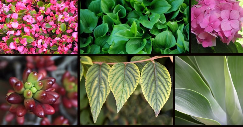 LOS CINCO REINOS NATURALES: 2017