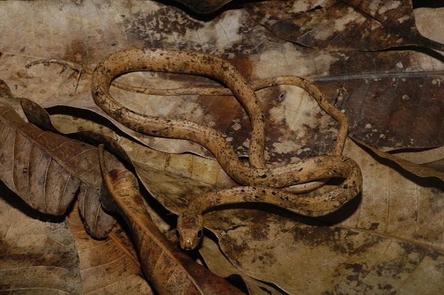 Ular Asli Indonesia: Aplopeltura boa