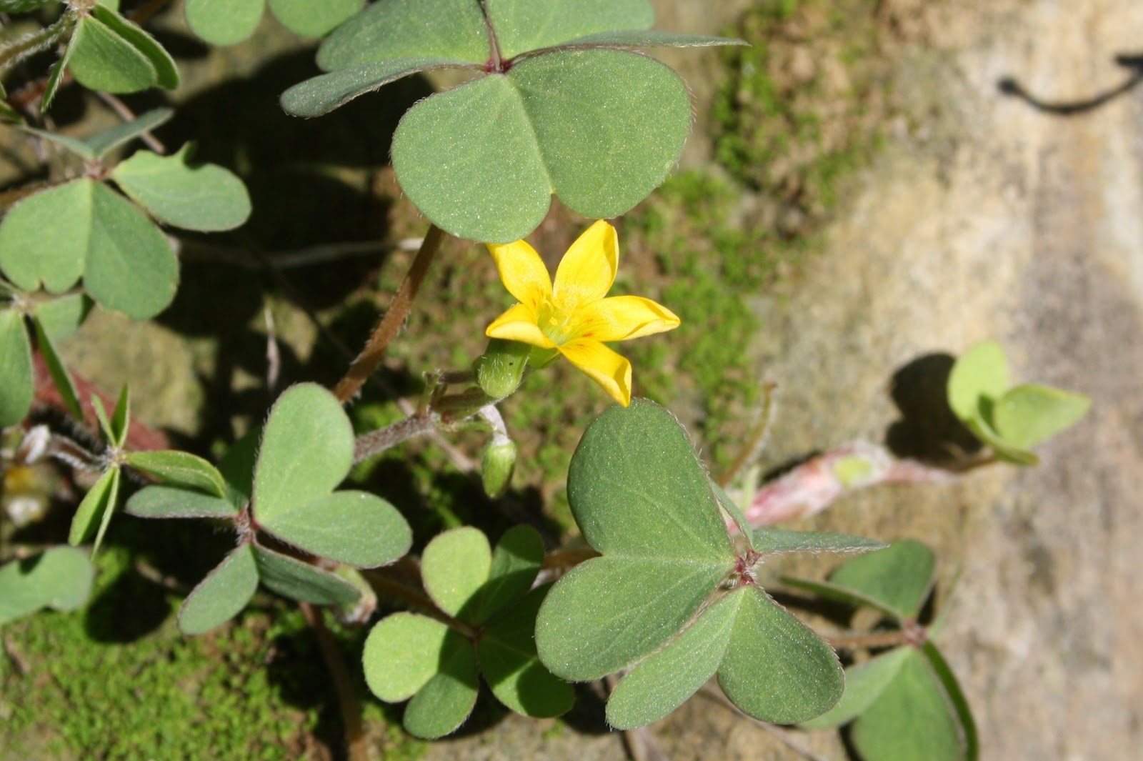 Plantas: Beleza e Diversidade: Erva-azeda (Oxalis corniculata)