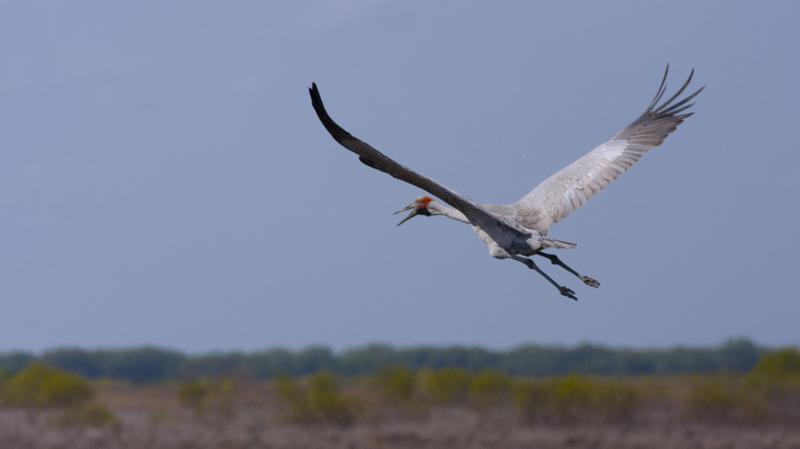 Aves: LA GRULLA BROLGA