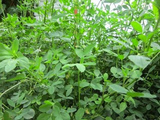 Pertanian Tanaman Pangan dan Peternakan Nunukan: Mari mengenal tanaman ...