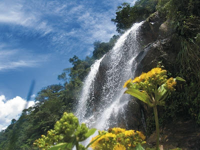 Parques Nacionales del Ecuador: EL PARQUE NACIONAL YASUNÍ