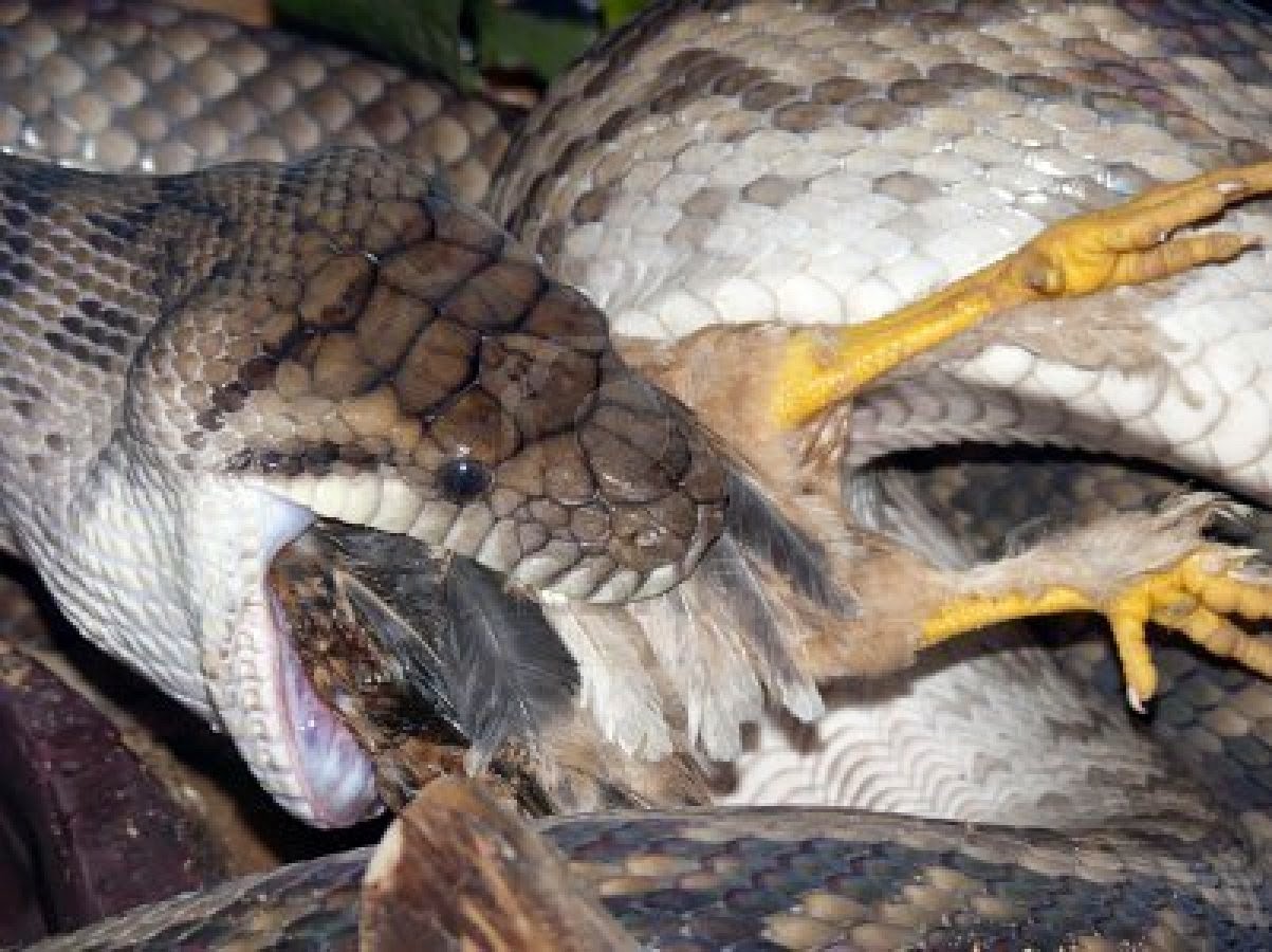 los reptiles: los reptiles