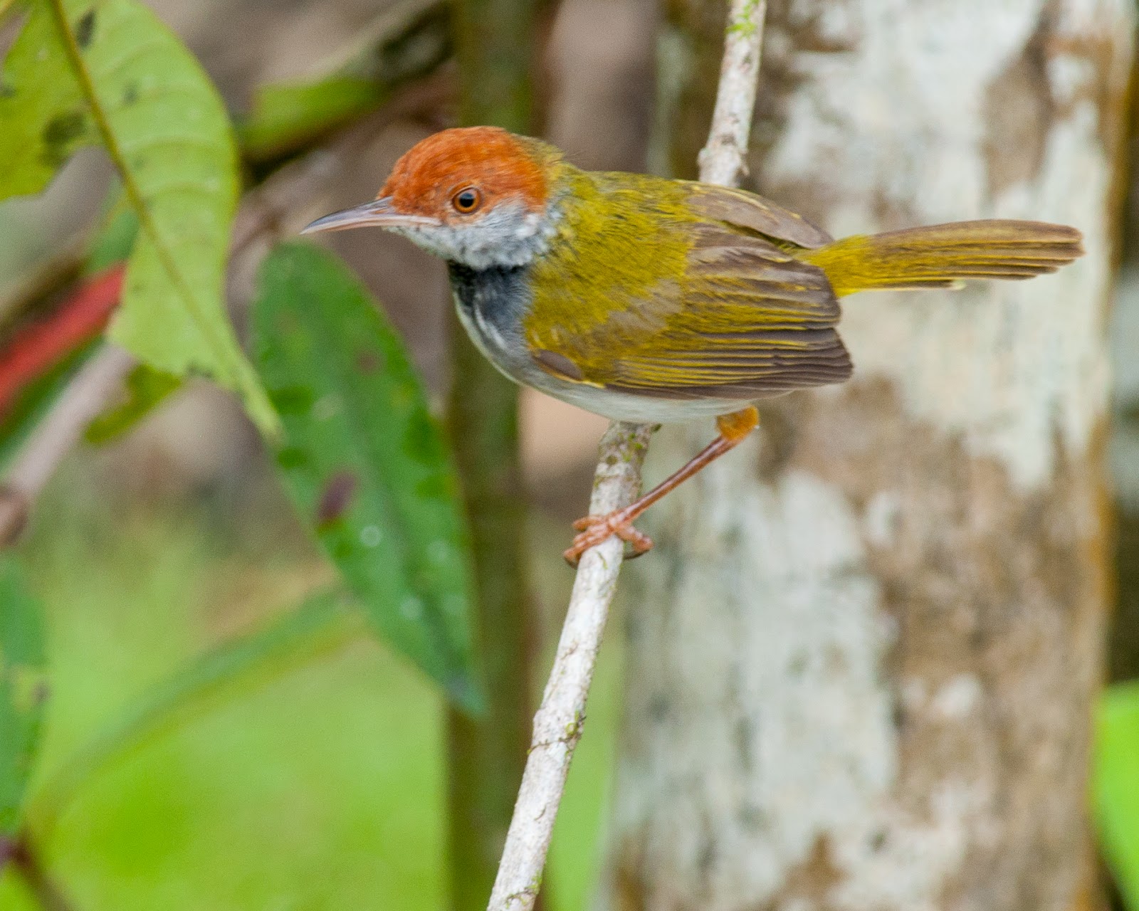 Zul Ya - Birds of Peninsular Malaysia: Dark Necked Tailorbird