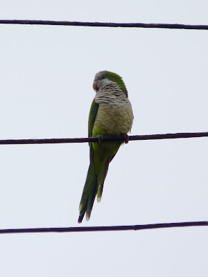 Dendroica: The Wild Parrots of Carteret