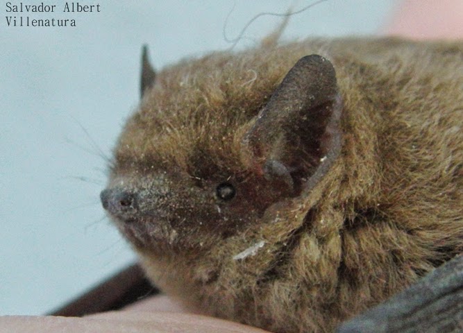 VILLENATURA: eptesicus serotinus