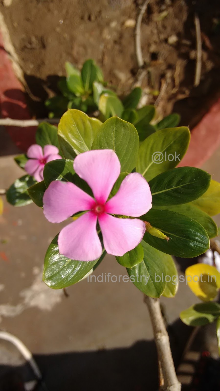 INDIAN FORESTRY: Catharanthus roseus (Sadabahar) :Flower,Morphology and ...