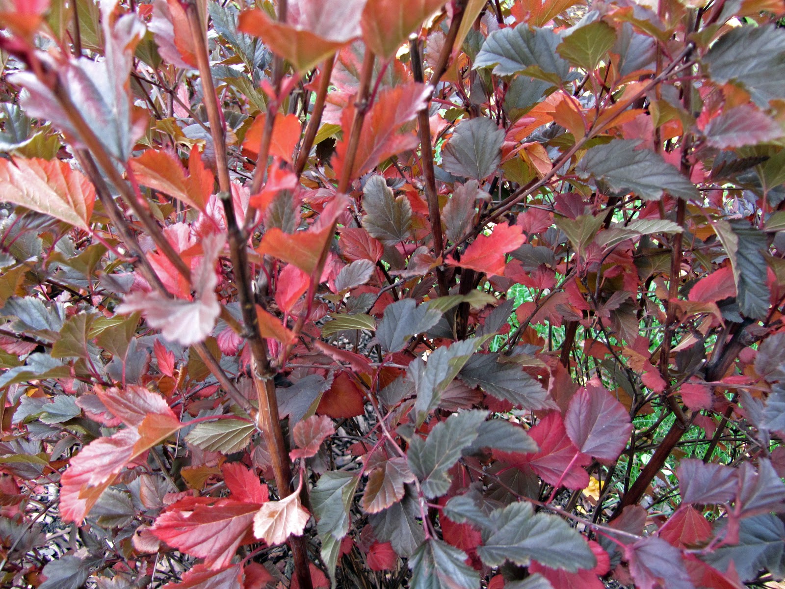 Gatsbys Gardens: Oct 16, 2012