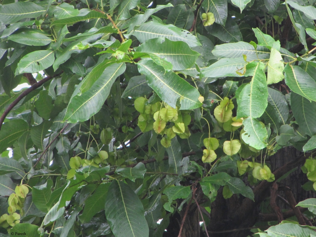 Gifting Trees...: Tree Terminal - Continued