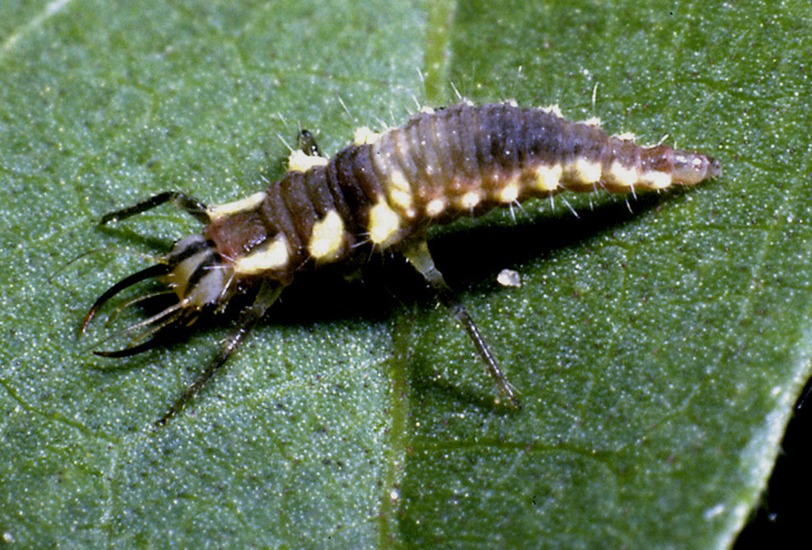 Brown Lacewing Larvae