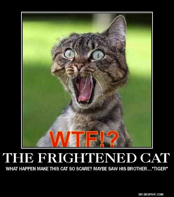 Viral Share: The Frightened Cat - Frolicat