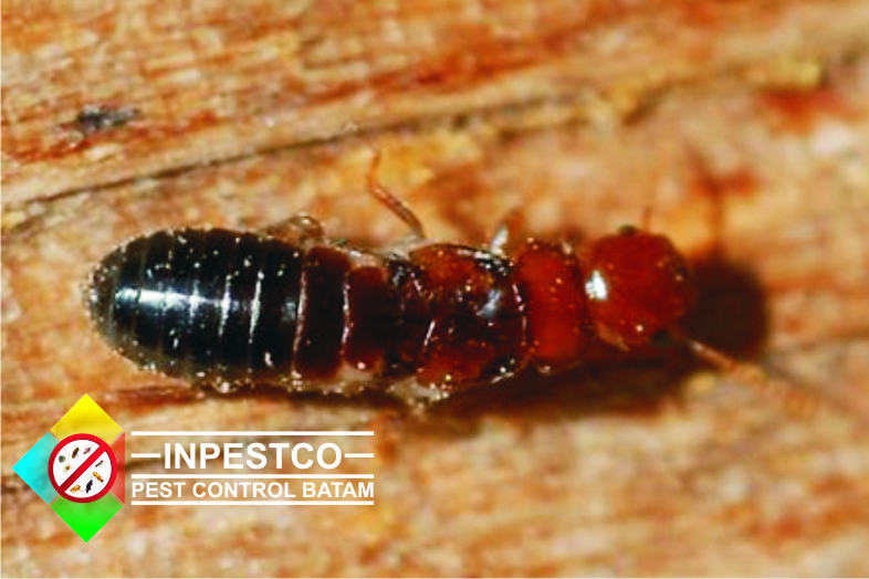 PEST CONTROL BATAM: Fakta - fakta mengenai RAYAP