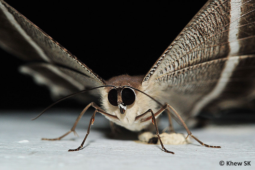 Butterflies of Singapore: Four New Discoveries!