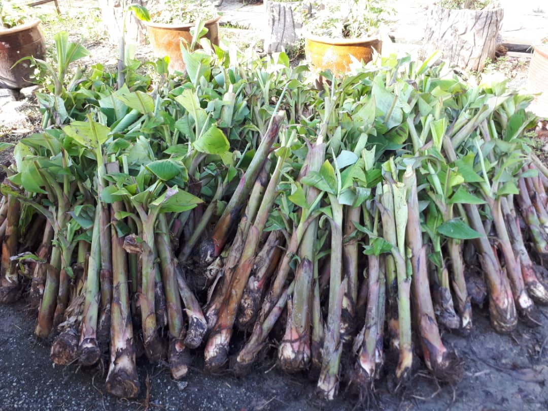 Usahawan Tanaman Pisang