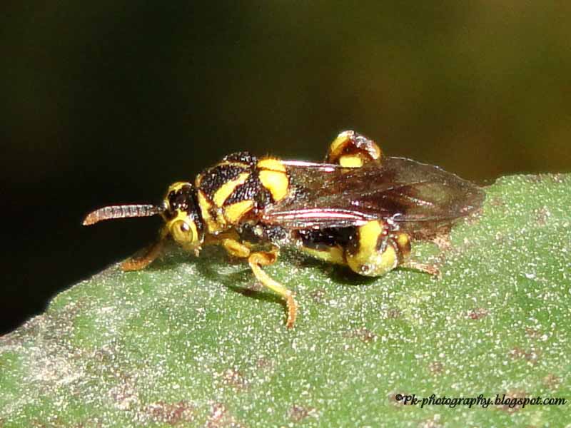 Chalcid wasp | Nature, Cultural, and Travel Photography Blog